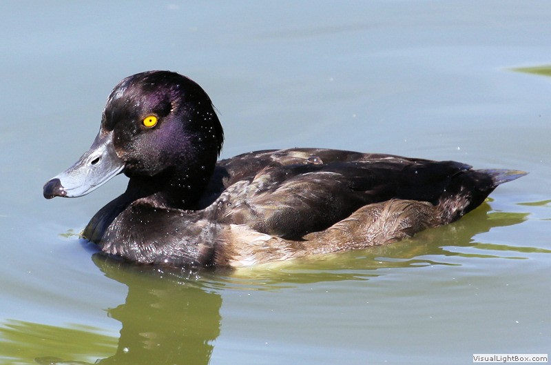 Identify Tufted Duck - Wildfowl Photography.