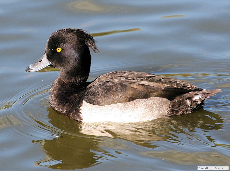Identify Tufted Duck - Wildfowl Photography.