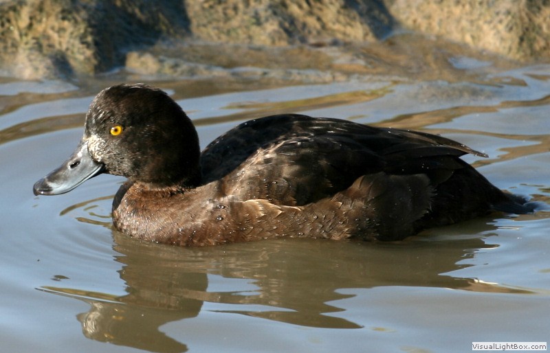 Identify Tufted Duck - Wildfowl Photography.