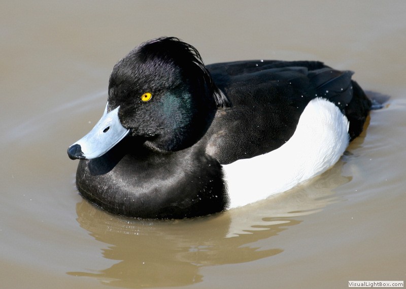 Identify Tufted Duck - Wildfowl Photography.