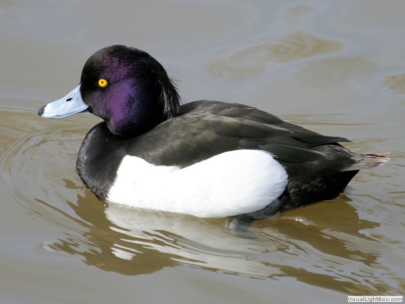 Identify Tufted Duck - Wildfowl Photography.