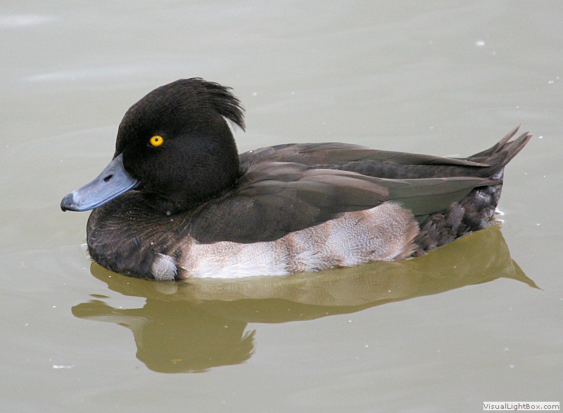 Identify Tufted Duck - Wildfowl Photography.