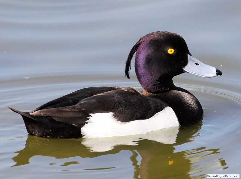 Identify Tufted Duck - Wildfowl Photography.