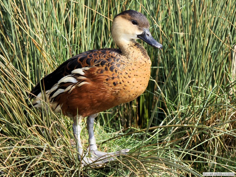 Identify Wandering Whistling Duck - Wildfowl Photography.