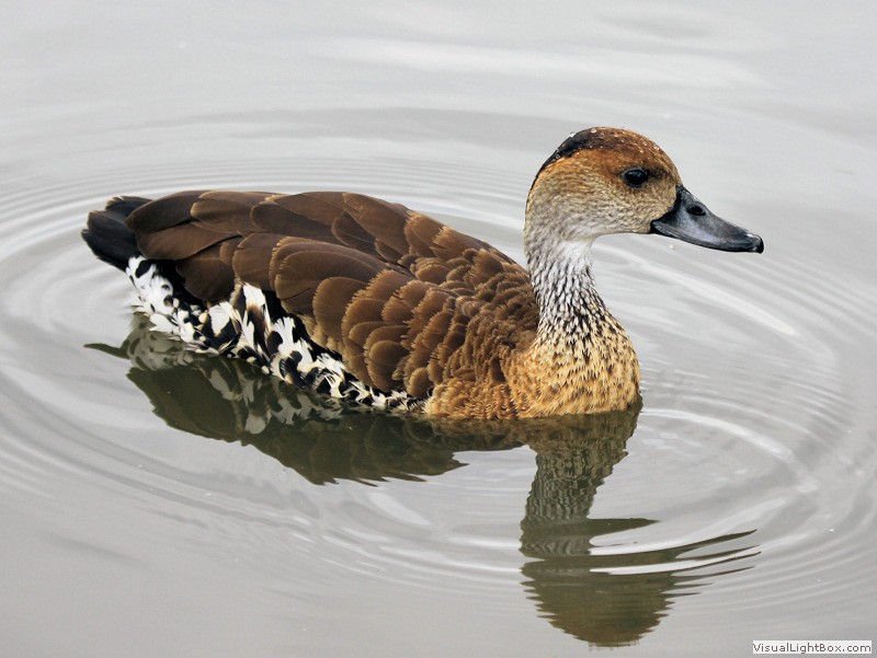 Identify West Indian Whistling Duck - Wildfowl Photography.