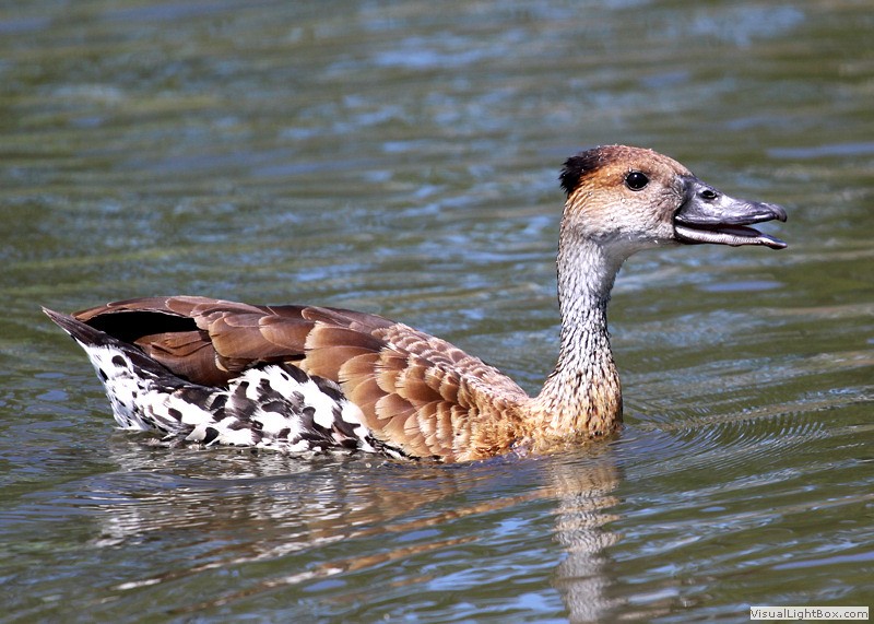 Identify West Indian Whistling Duck - Wildfowl Photography.