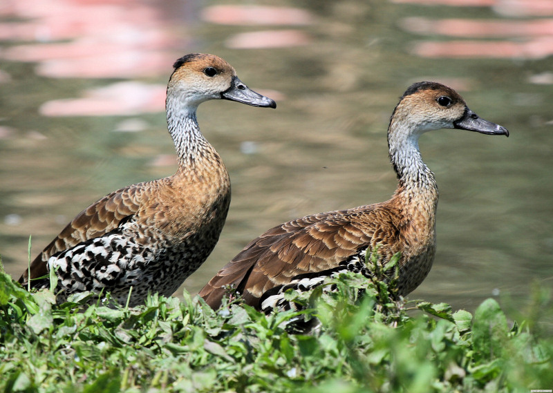Identify West Indian Whistling Duck - Wildfowl Photography.