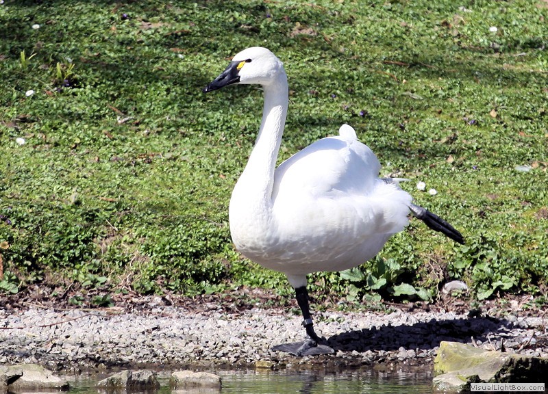 Identify Whistling Swan - Wildfowl Photography.
