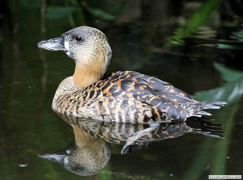 Identify White-backed Duck - Wildfowl Photography.