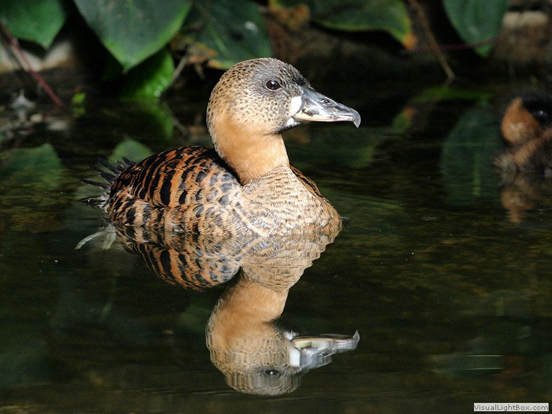 Identify White-backed Duck - Wildfowl Photography.