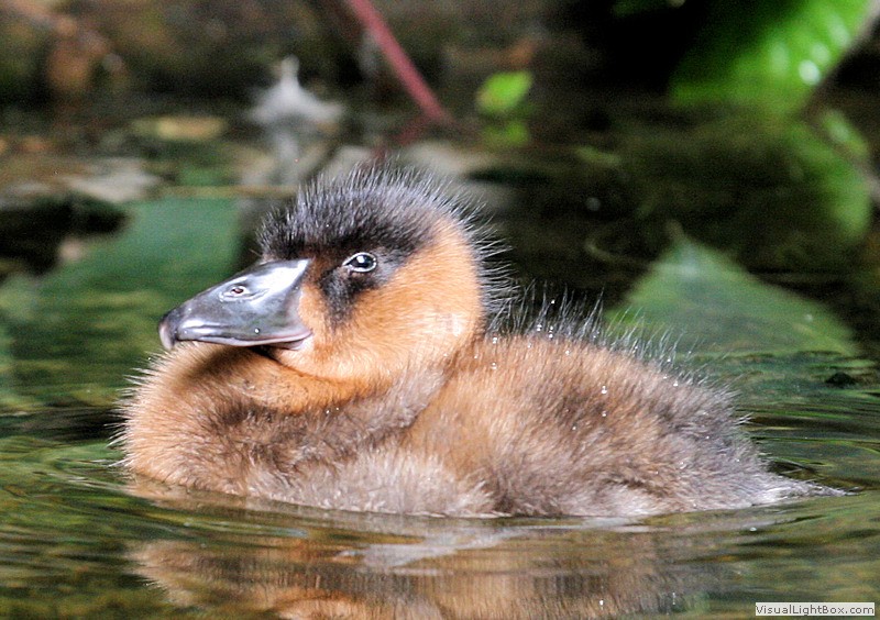 Identify White-backed Duck - Wildfowl Photography.