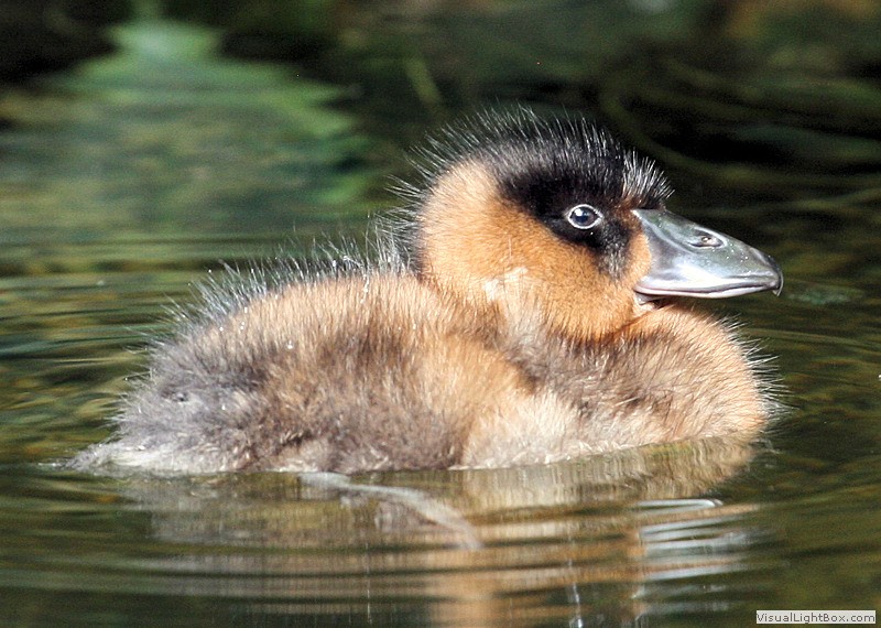 Identify White-backed Duck - Wildfowl Photography.