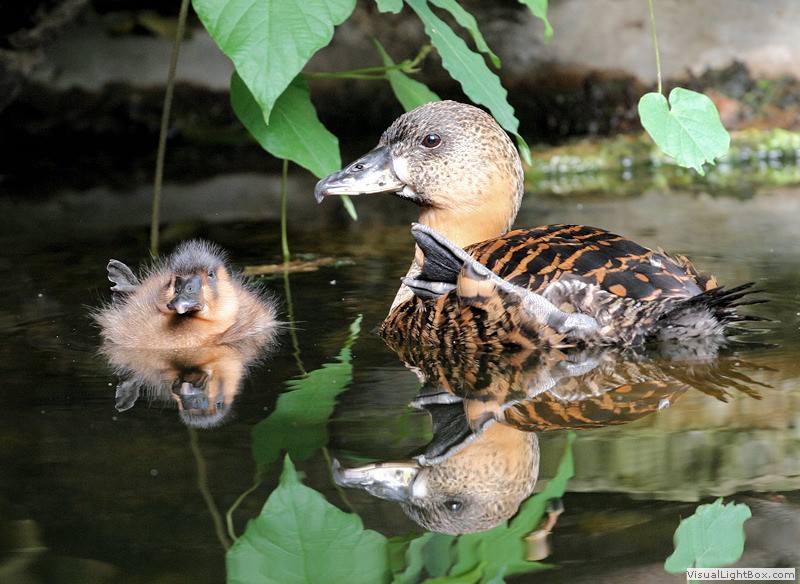 Identify White-backed Duck - Wildfowl Photography.