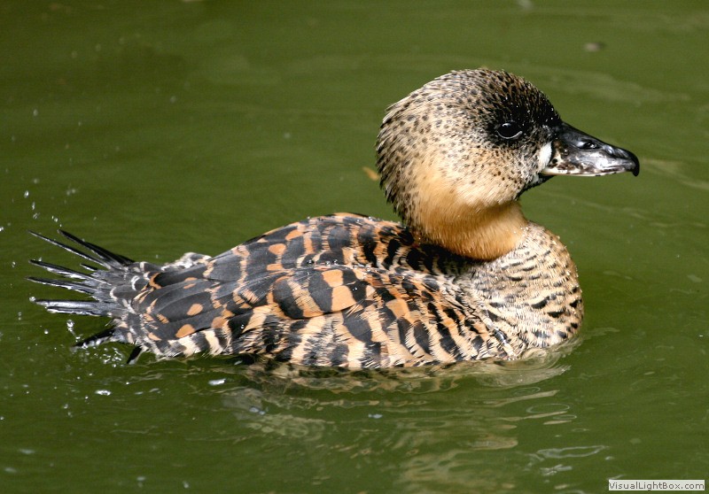 Identify White-backed Duck - Wildfowl Photography.