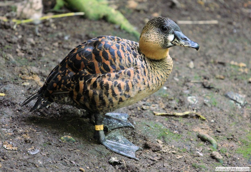 Identify White-backed Duck - Wildfowl Photography.