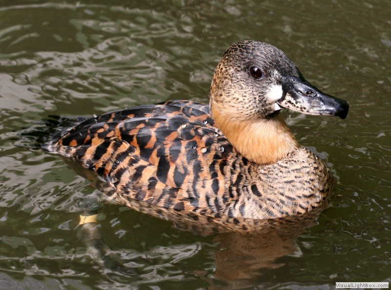 Identify White-backed Duck - Wildfowl Photography.