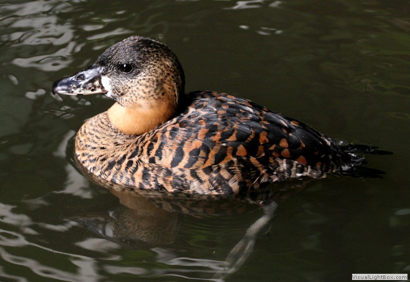 Identify White-backed Duck - Wildfowl Photography.