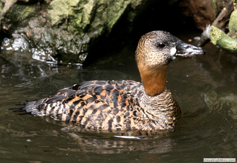 Identify White-backed Duck - Wildfowl Photography.