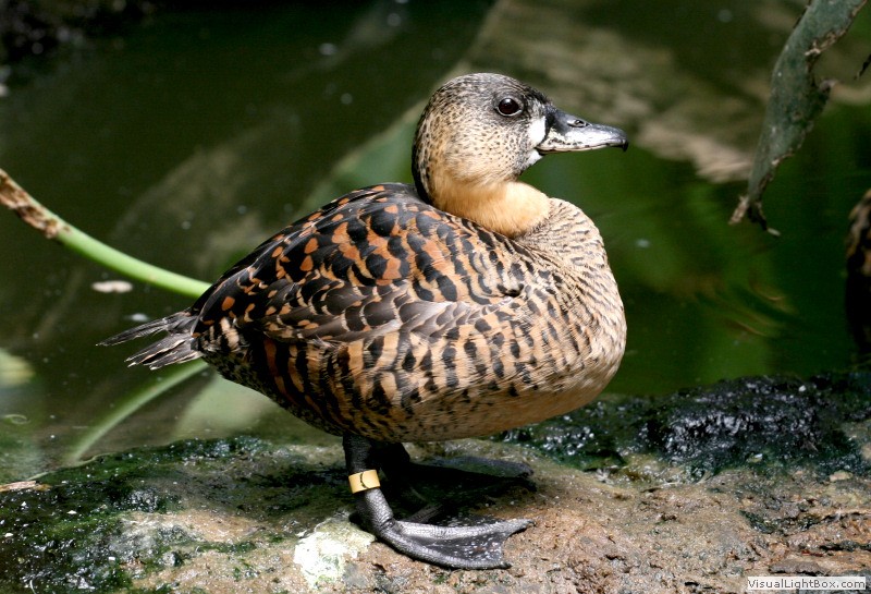 Identify White-backed Duck - Wildfowl Photography.