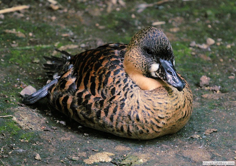 Identify White-backed Duck - Wildfowl Photography.
