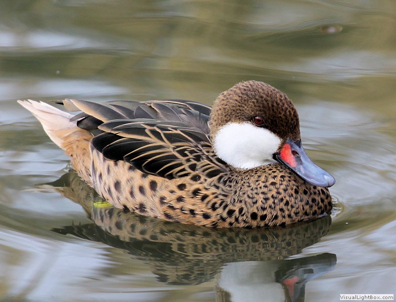 Identify White-cheeked Pintail - Wildfowl Photography.