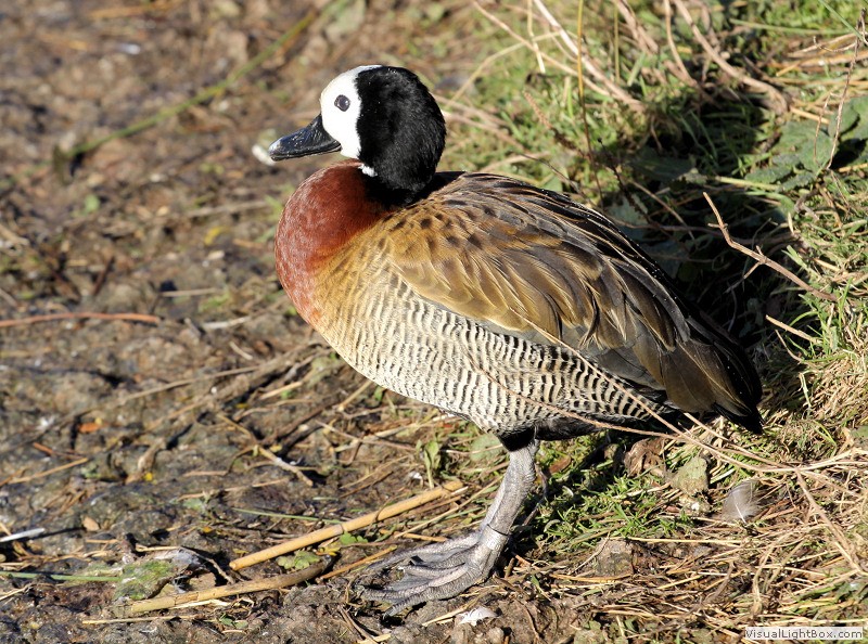 Identify White-faced Whistling Duck - Wildfowl Photography.