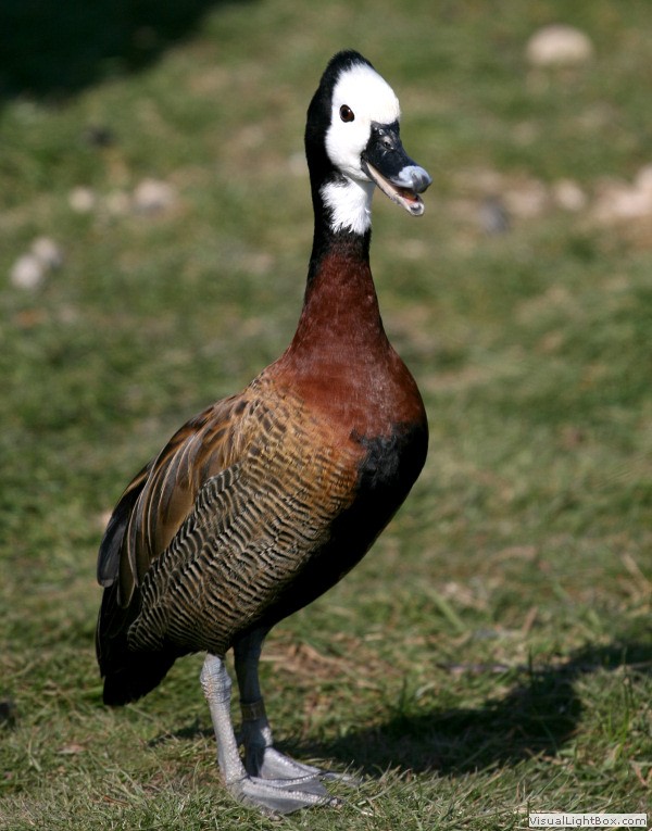 Identify White-faced Whistling Duck - Wildfowl Photography.