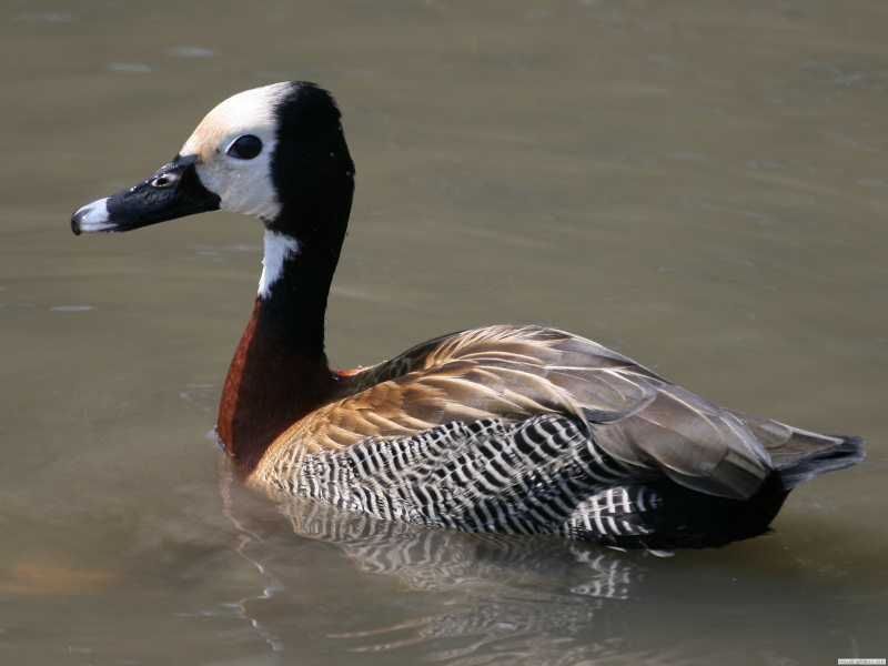 Identify White-faced Whistling Duck - Wildfowl Photography.