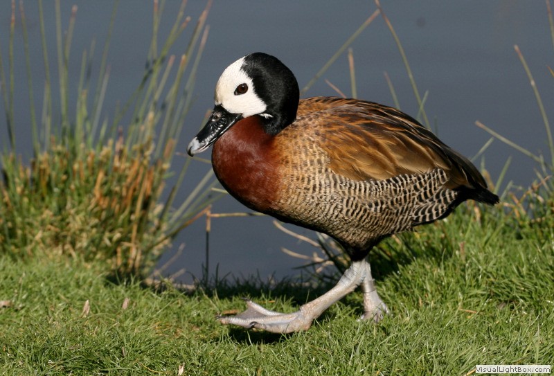 Identify White-faced Whistling Duck - Wildfowl Photography.