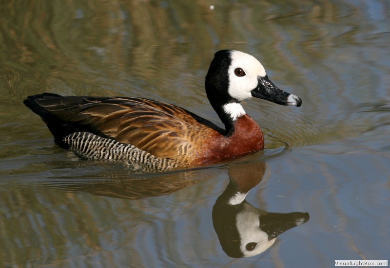 Identify White-faced Whistling Duck - Wildfowl Photography.