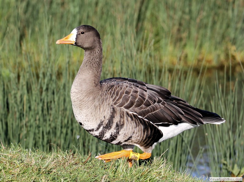 Identify White-fronted Goose or Greater White-fronted Goose - Wildfowl ...