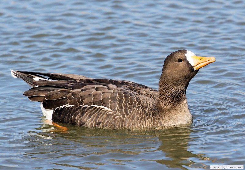 Identify White-fronted Goose or Greater White-fronted Goose - Wildfowl ...
