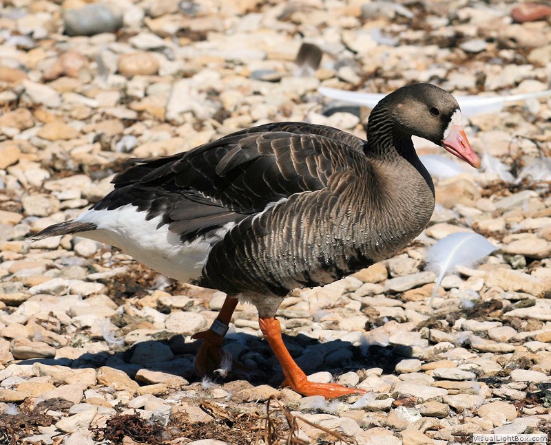 Identify White-fronted Goose or Greater White-fronted Goose - Wildfowl ...