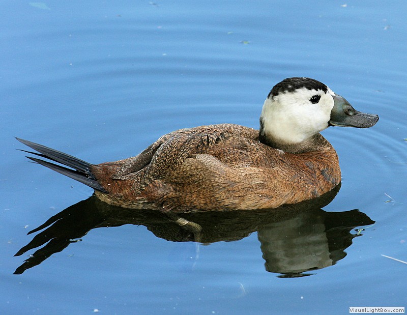 Identify White-headed Duck - Wildfowl Photography.