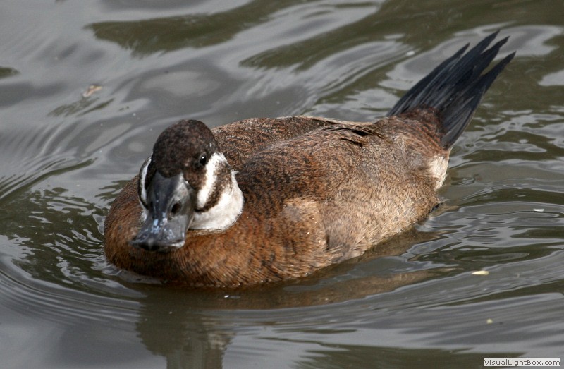 Identify White-headed Duck - Wildfowl Photography.