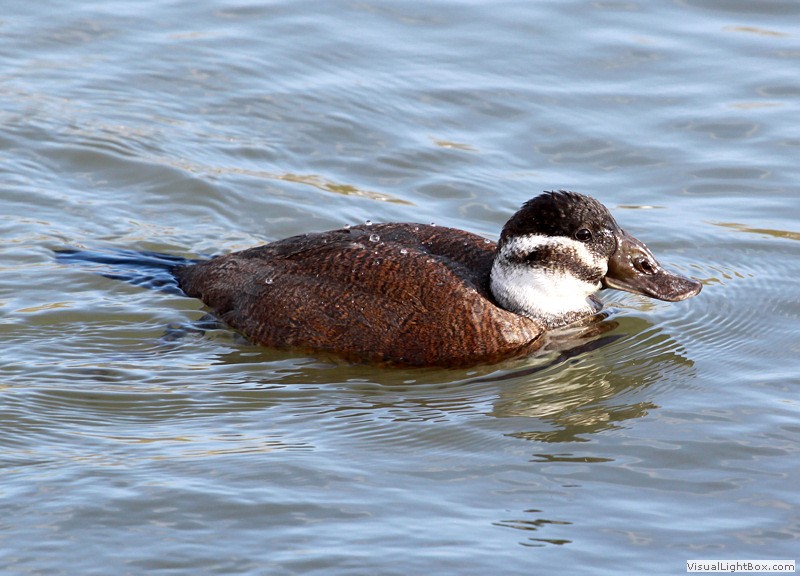 Identify White-headed Duck - Wildfowl Photography.