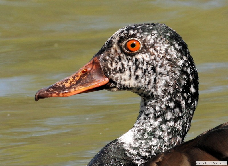Identify White-winged Duck - Wildfowl Photography.