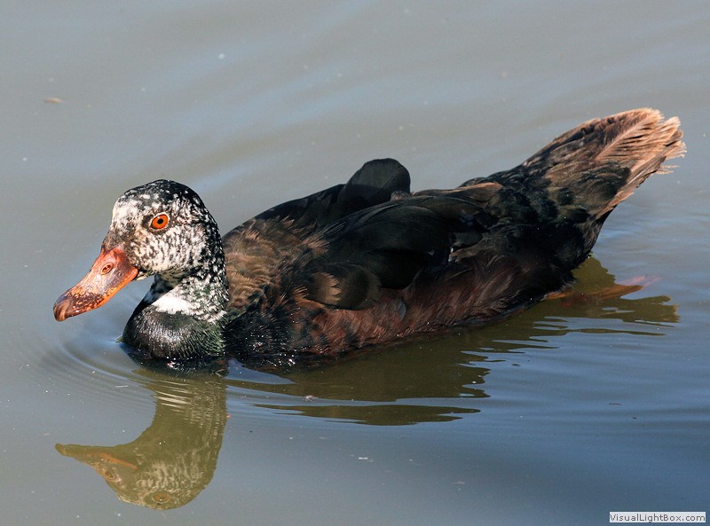 Identify White-winged Duck - Wildfowl Photography.
