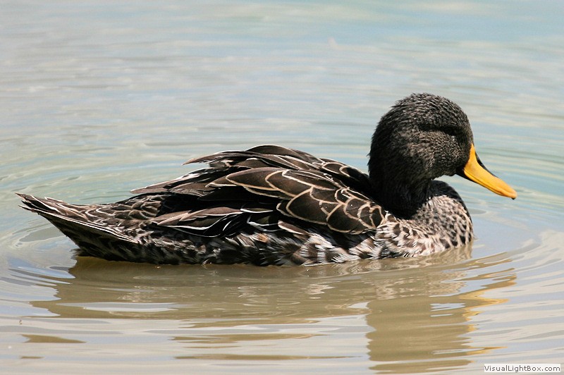 Identify Yellow-billed Duck - Wildfowl Photography.