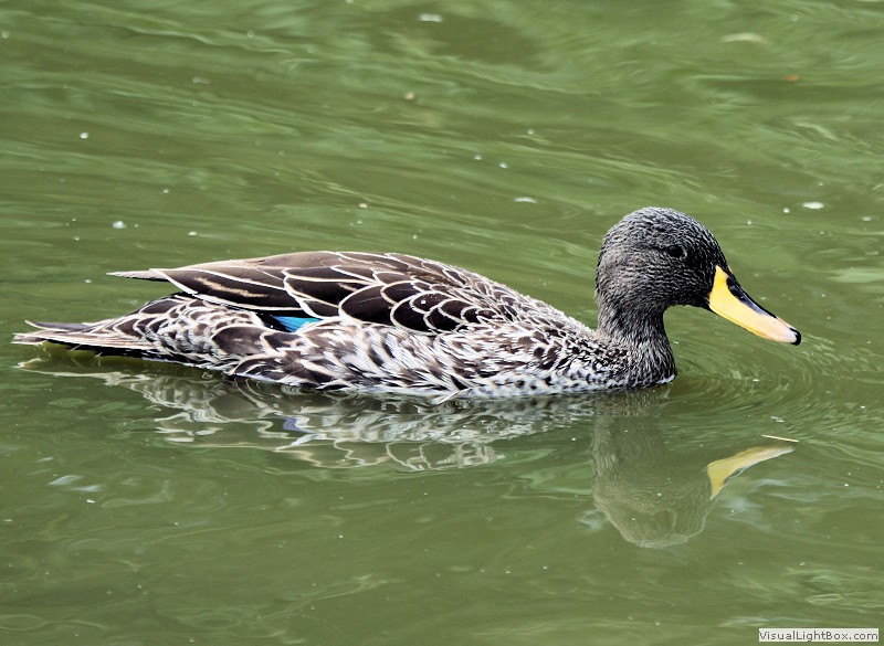 Identify Yellow-billed Duck - Wildfowl Photography.