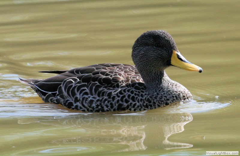 Identify Yellow-billed Duck - Wildfowl Photography.
