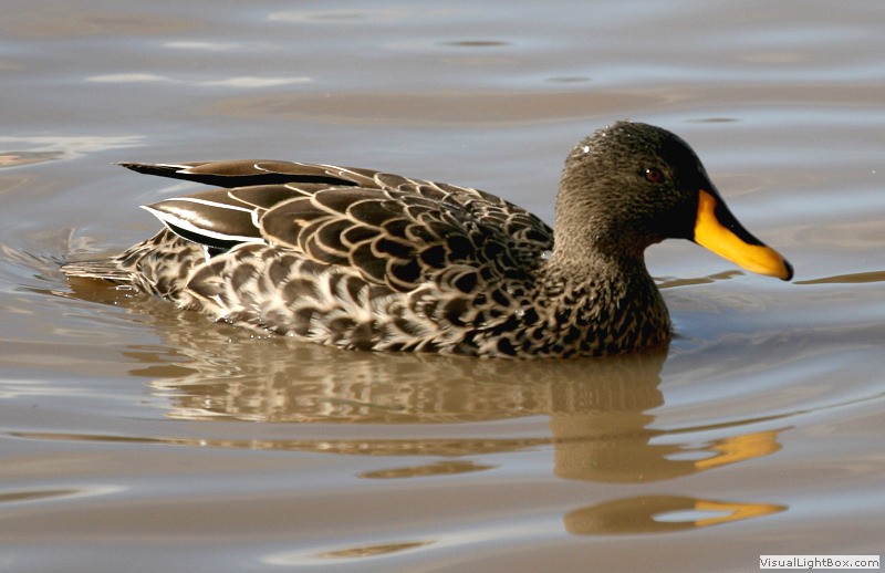 Identify Yellow-billed Duck - Wildfowl Photography.