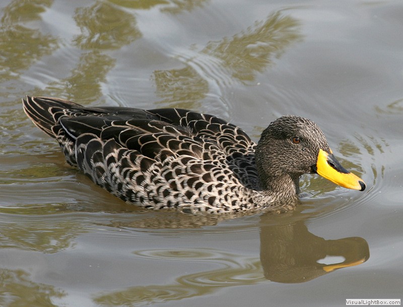 Identify Yellow-billed Duck - Wildfowl Photography.