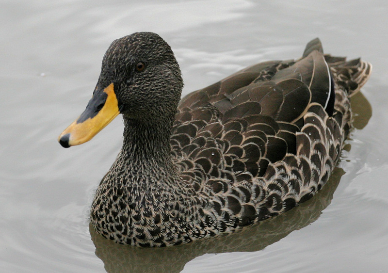 Identify Yellow-billed Duck - Wildfowl Photography.