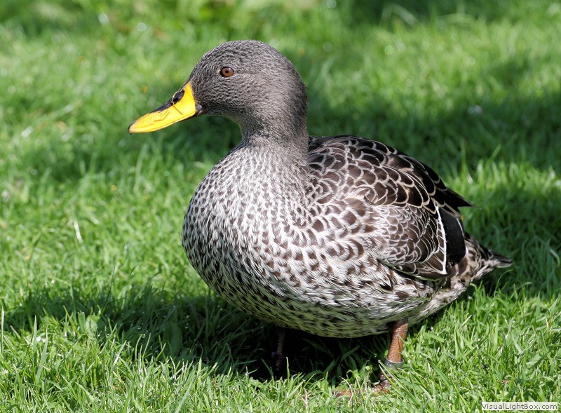 Identify Yellow-billed Duck - Wildfowl Photography.
