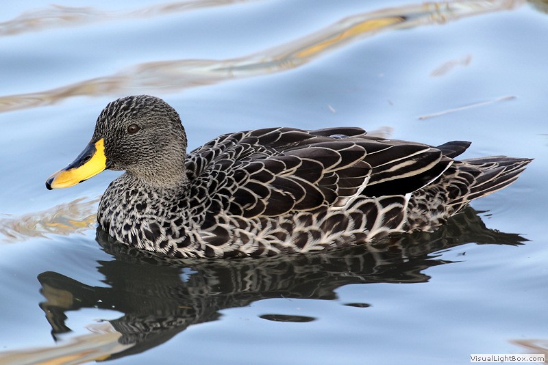 Identify Yellow-billed Duck - Wildfowl Photography.