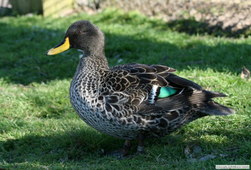Identify Yellow-billed Duck - Wildfowl Photography.