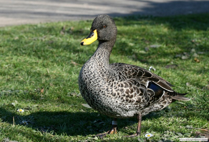 Identify Yellow-billed Duck - Wildfowl Photography.