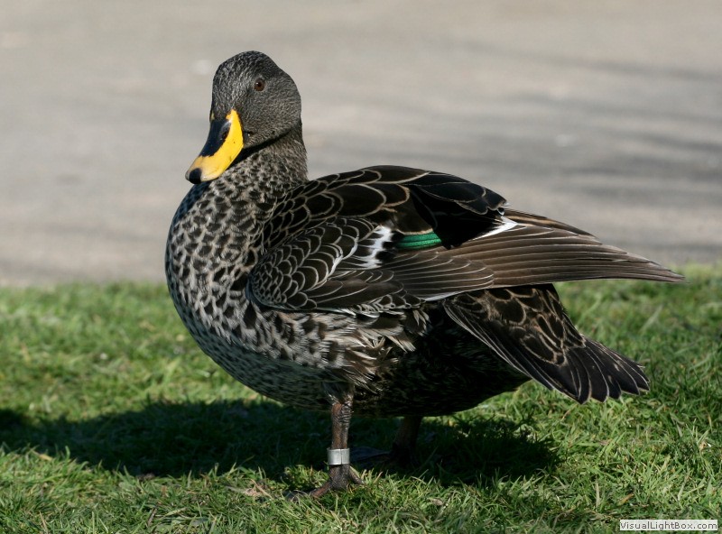 Identify Yellow-billed Duck - Wildfowl Photography.