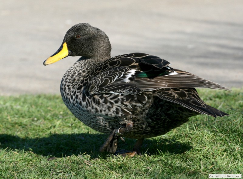 Identify Yellow-billed Duck - Wildfowl Photography.